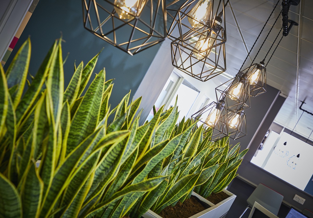 5 Reasons Office Plants Boost Wellbeing: G is for Greenery